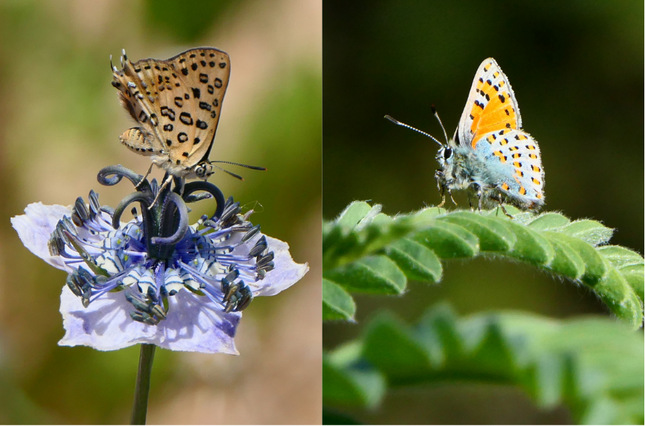 Rare Butterflies: Tomares nesimachus and Apharitis cilissa - המרכז ...